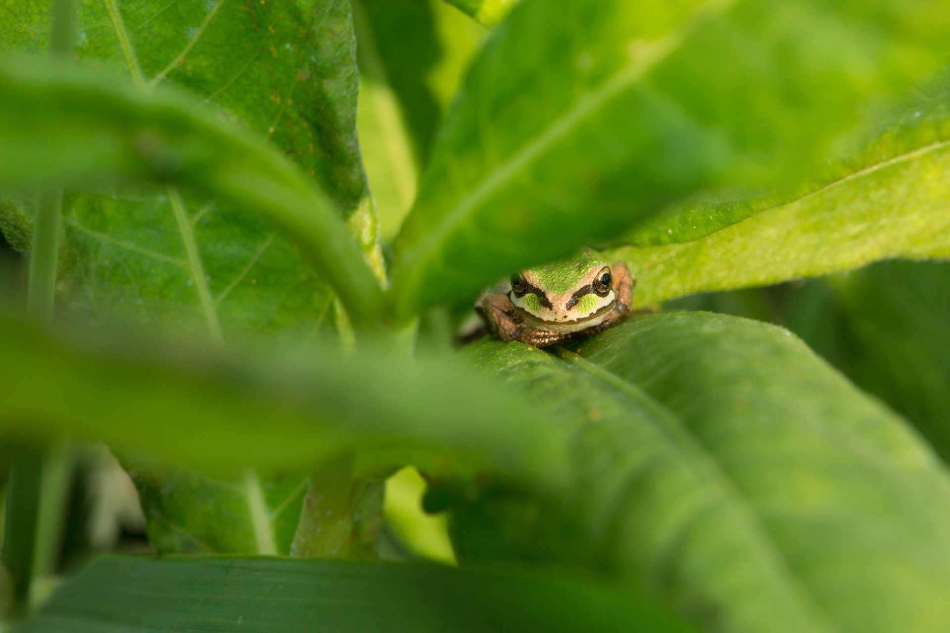 Download Amphibian Leaf Green Animal Frog HD Wallpaper