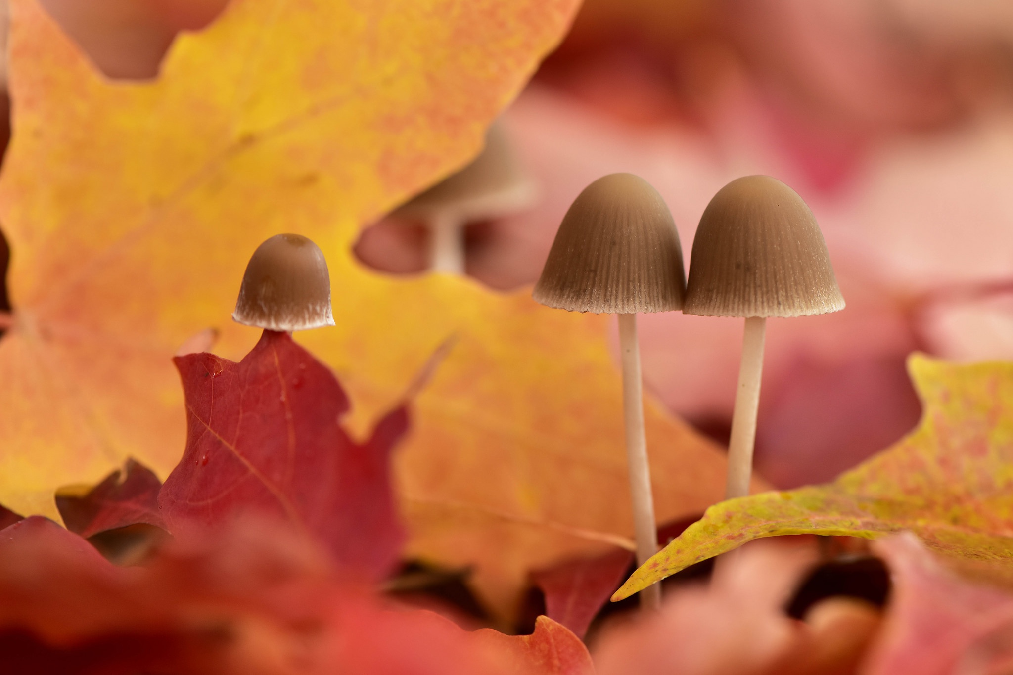 Download Leaf Fall Macro Nature Mushroom HD Wallpaper