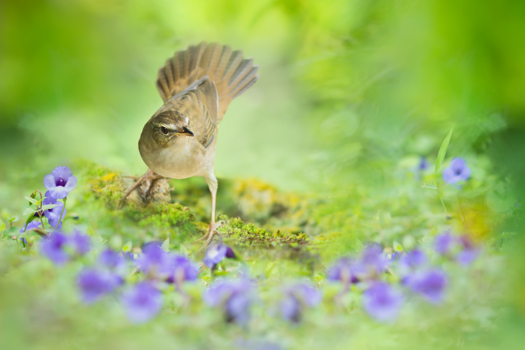 Download Flower Macro Animal Bird HD Wallpaper