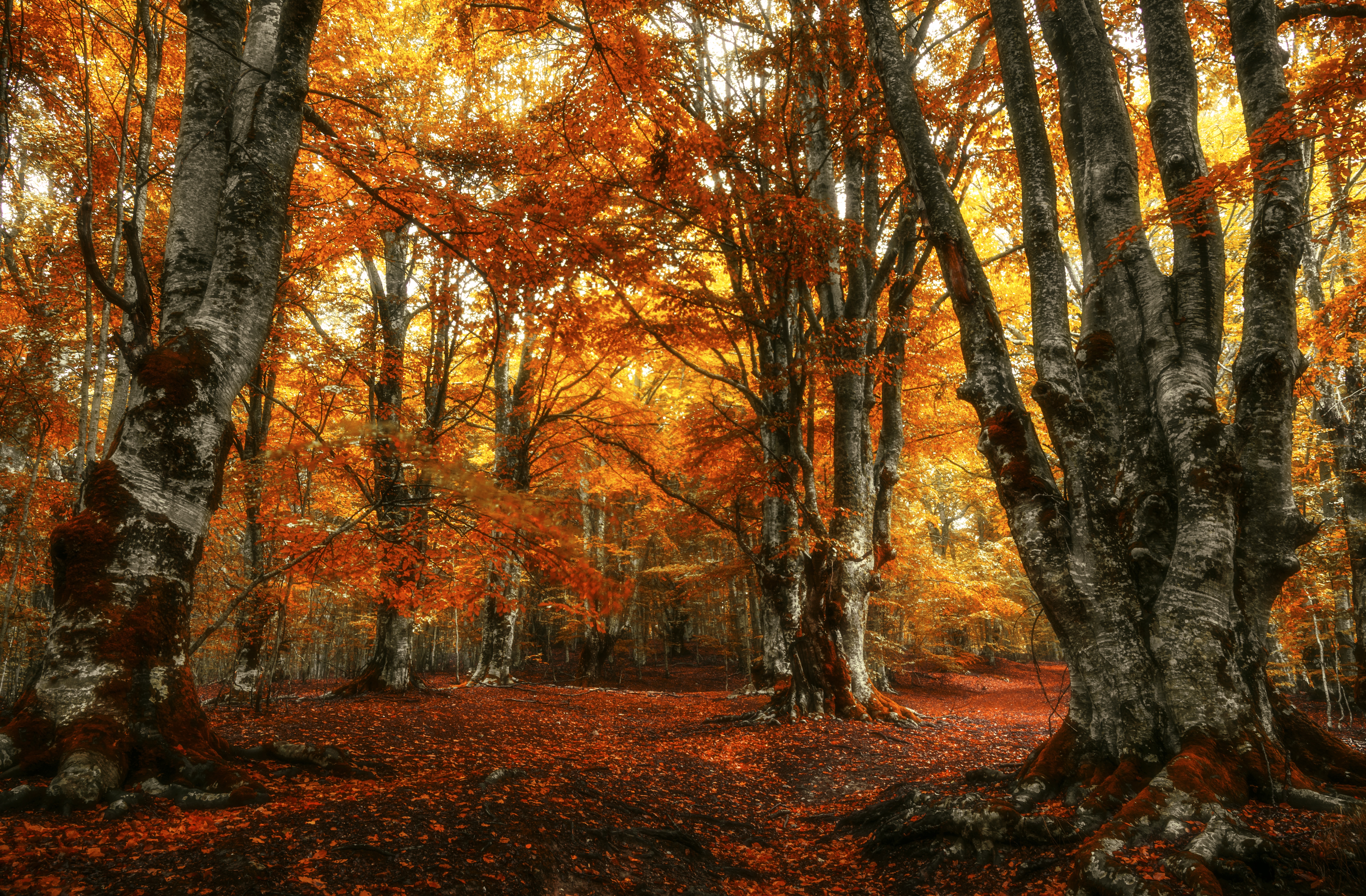 Download Forest Nature Fall 4k Ultra HD Wallpaper
