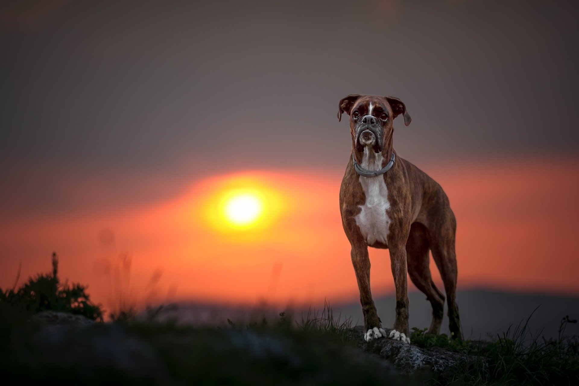 Sunset Silhouette: Majestic Boxer Dog in Stunning Depth of Field HD ...