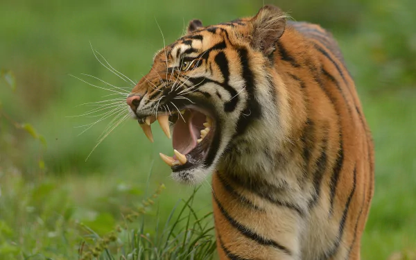 Download Roar Face Animal Lion HD Wallpaper