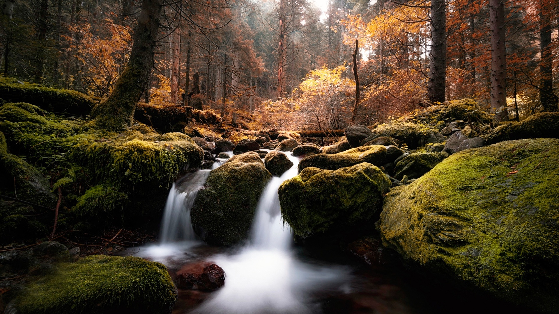 Download Moss Forest Nature Stream HD Wallpaper