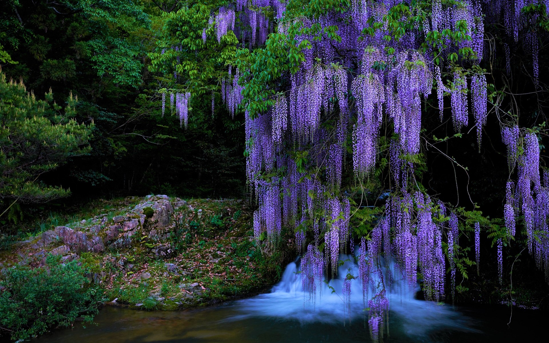 Wisteria Tree
