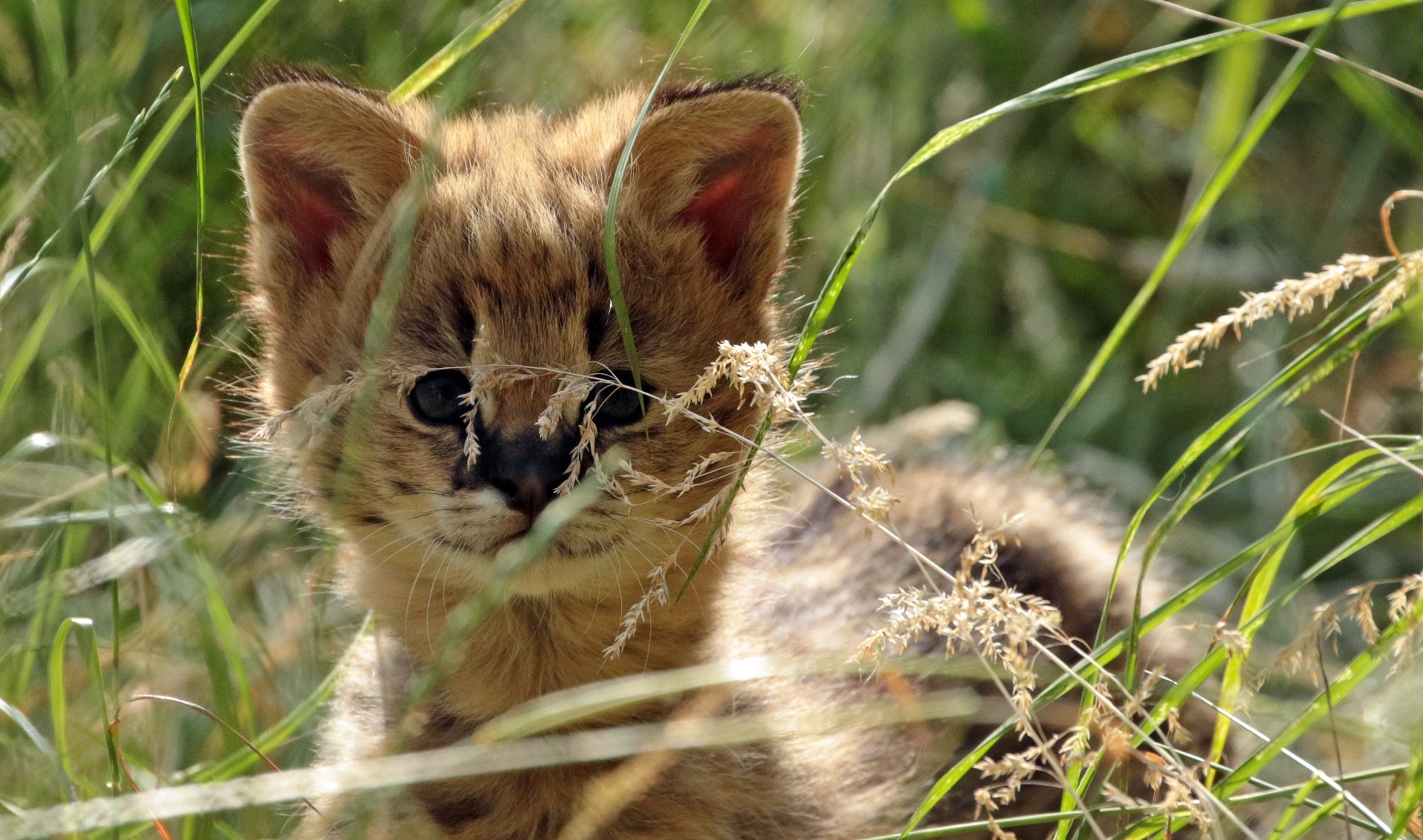 Download Cub Baby Animal Animal Serval HD Wallpaper