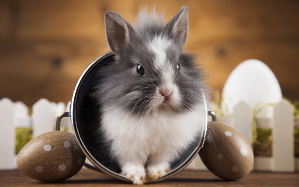 [70+] Rabbit 4k Wallpapers