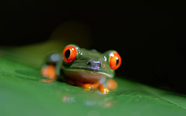 Download Close-up Amphibian Animal Frog 4k Ultra HD Wallpaper