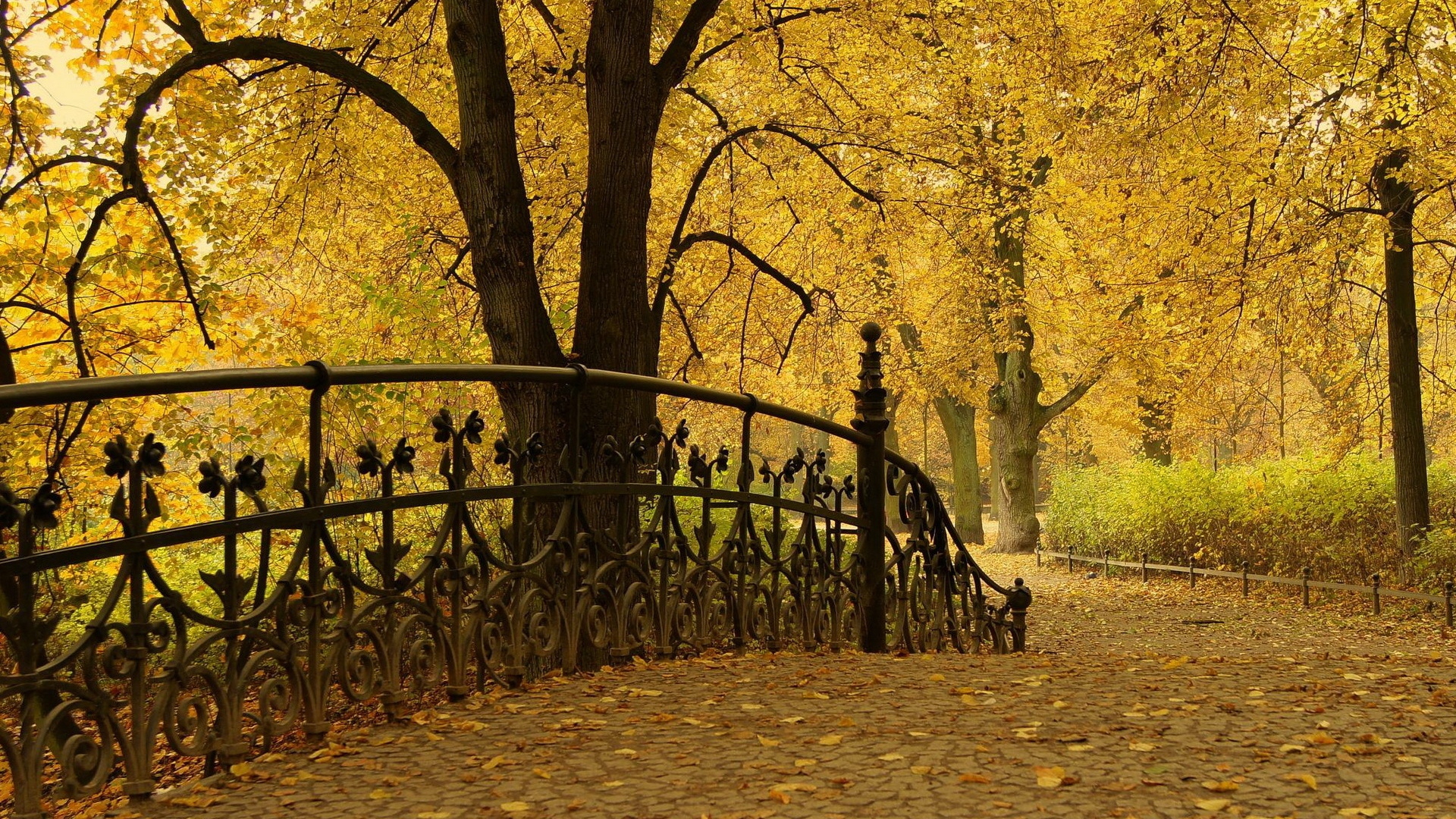 Download Tree Fall Fence Photography Park HD Wallpaper