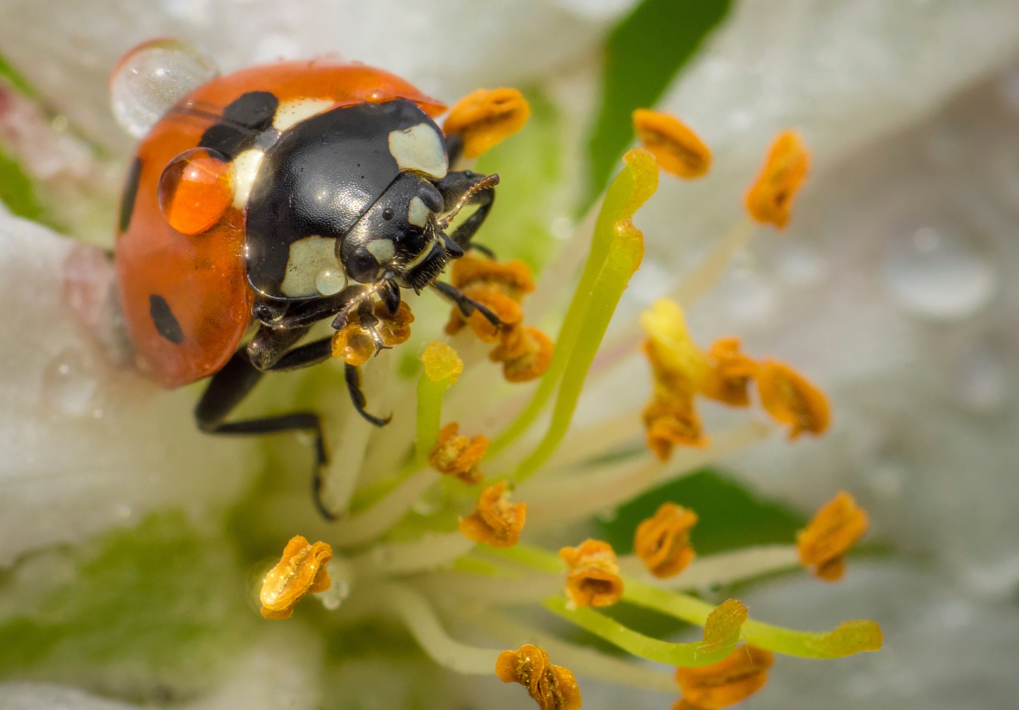 Download Macro Insect Animal Ladybug HD Wallpaper