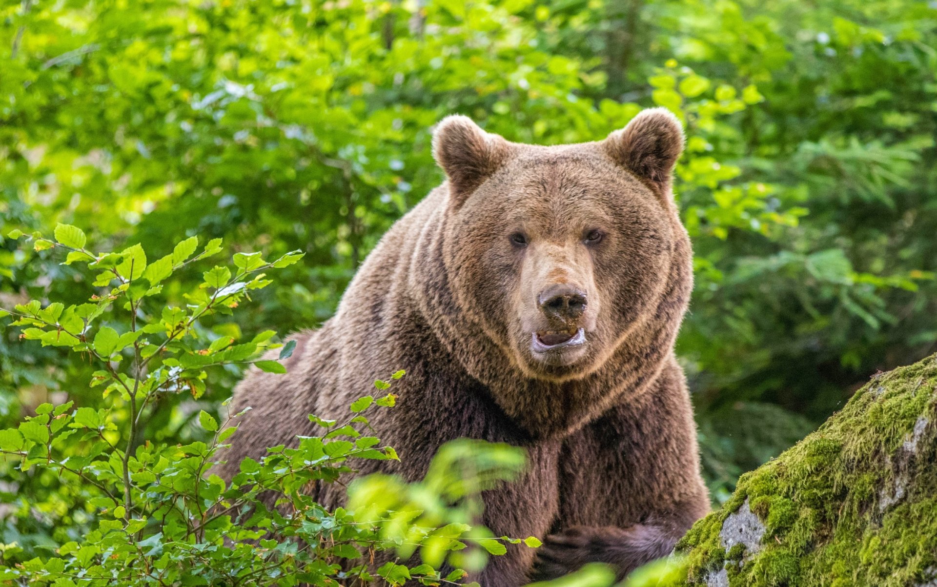 Majestic Bear Stare: HD Wildlife Wallpaper