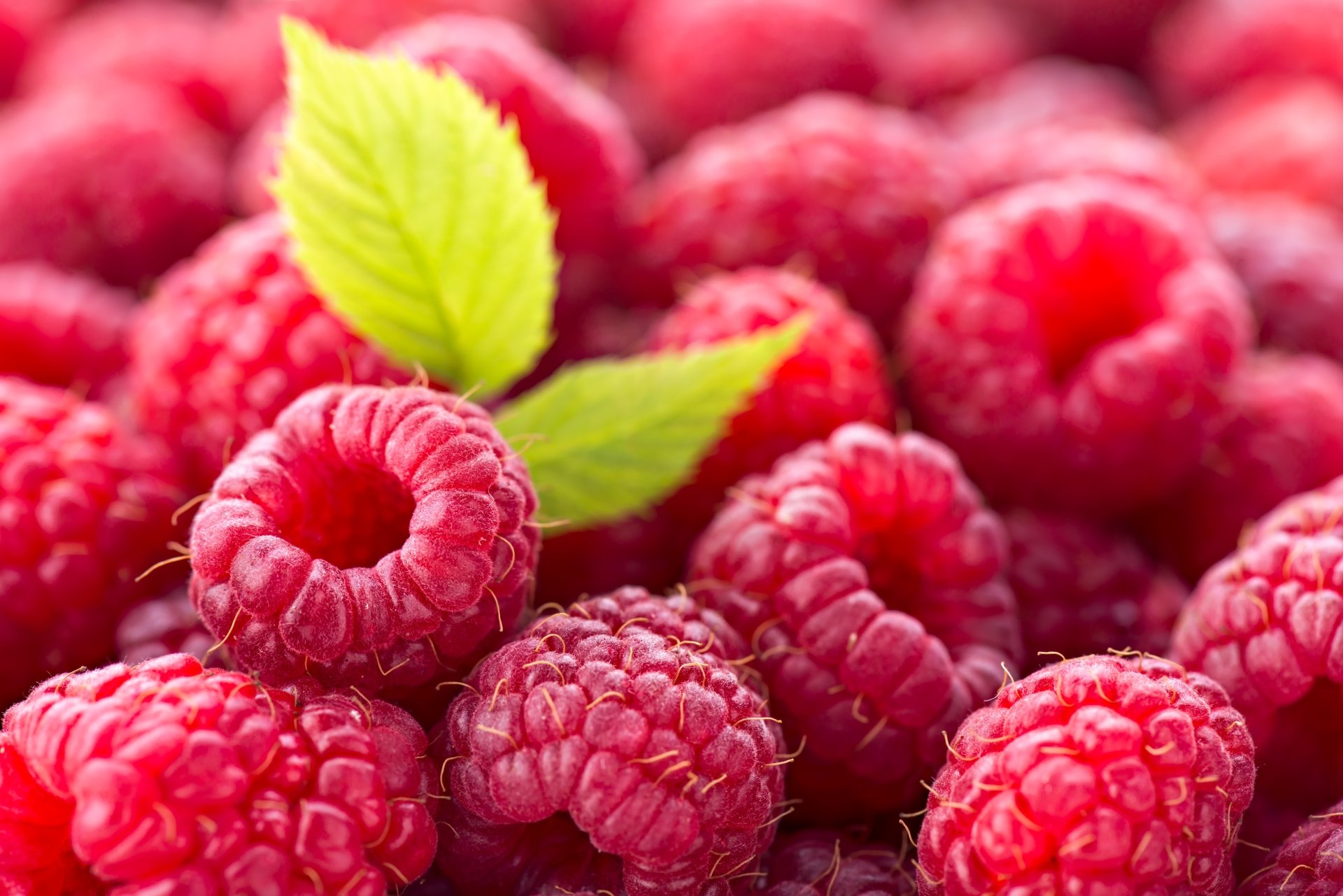 Download Close-up Berry Fruit Food Raspberry 4k Ultra HD Wallpaper
