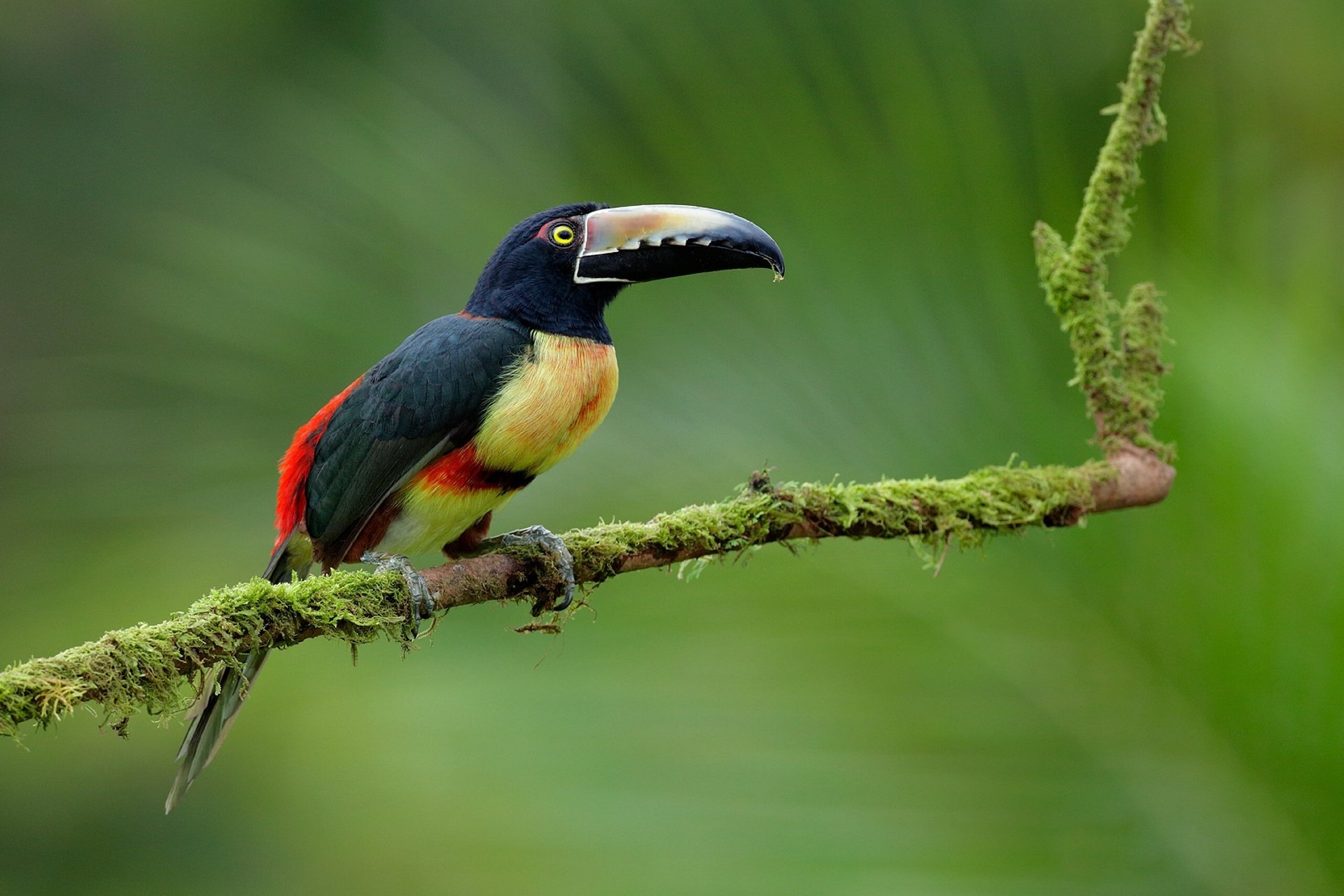 Vibrant Toucan Perched in HD Nature Wallpaper by Juan Carlos Vindas ...