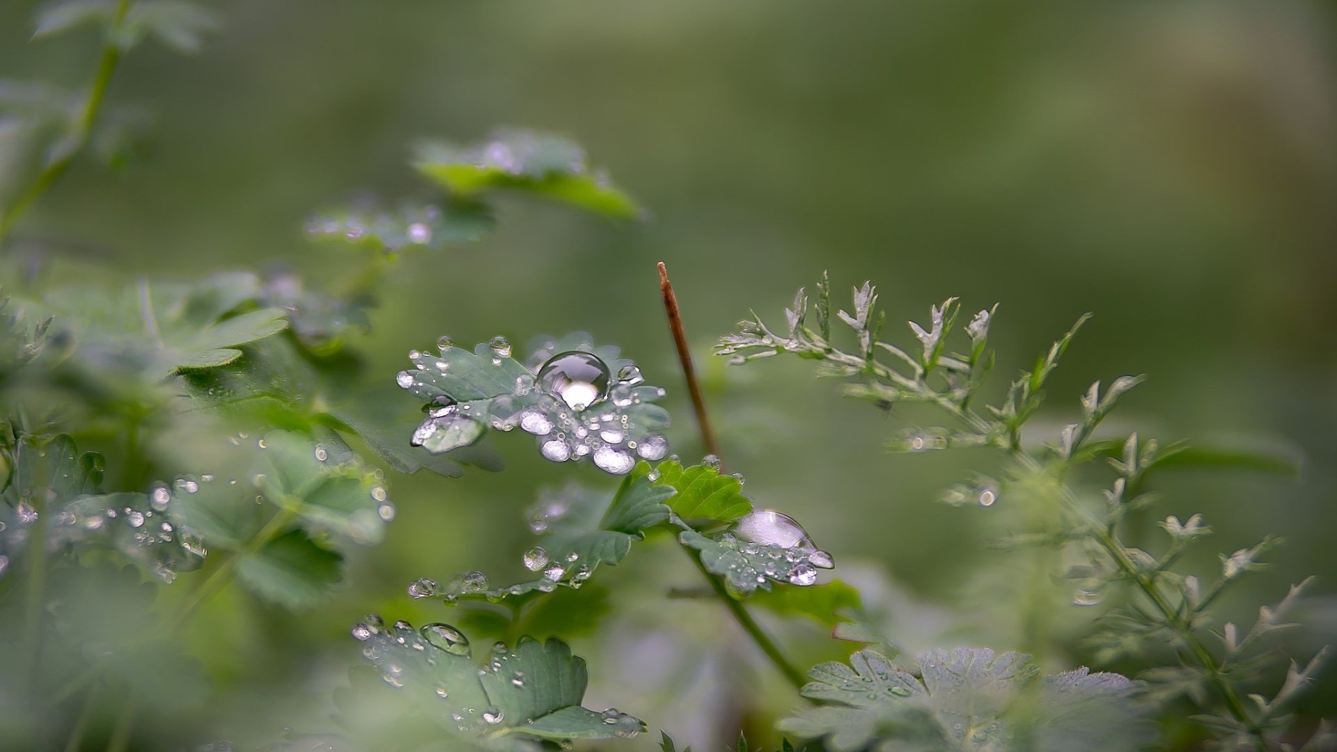 Nature Water Drop HD Wallpaper