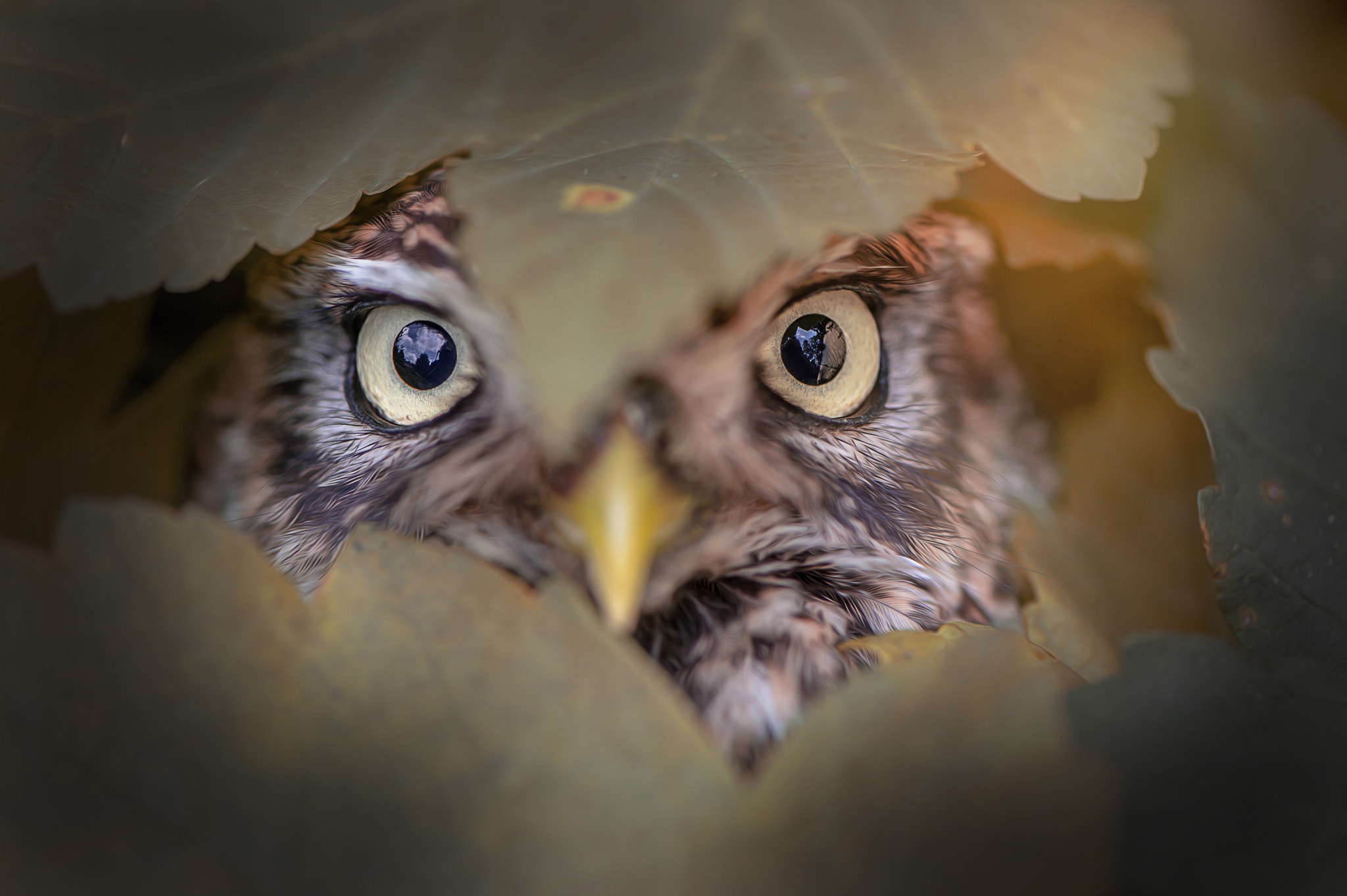 Download Stare Bird Animal Owl HD Wallpaper