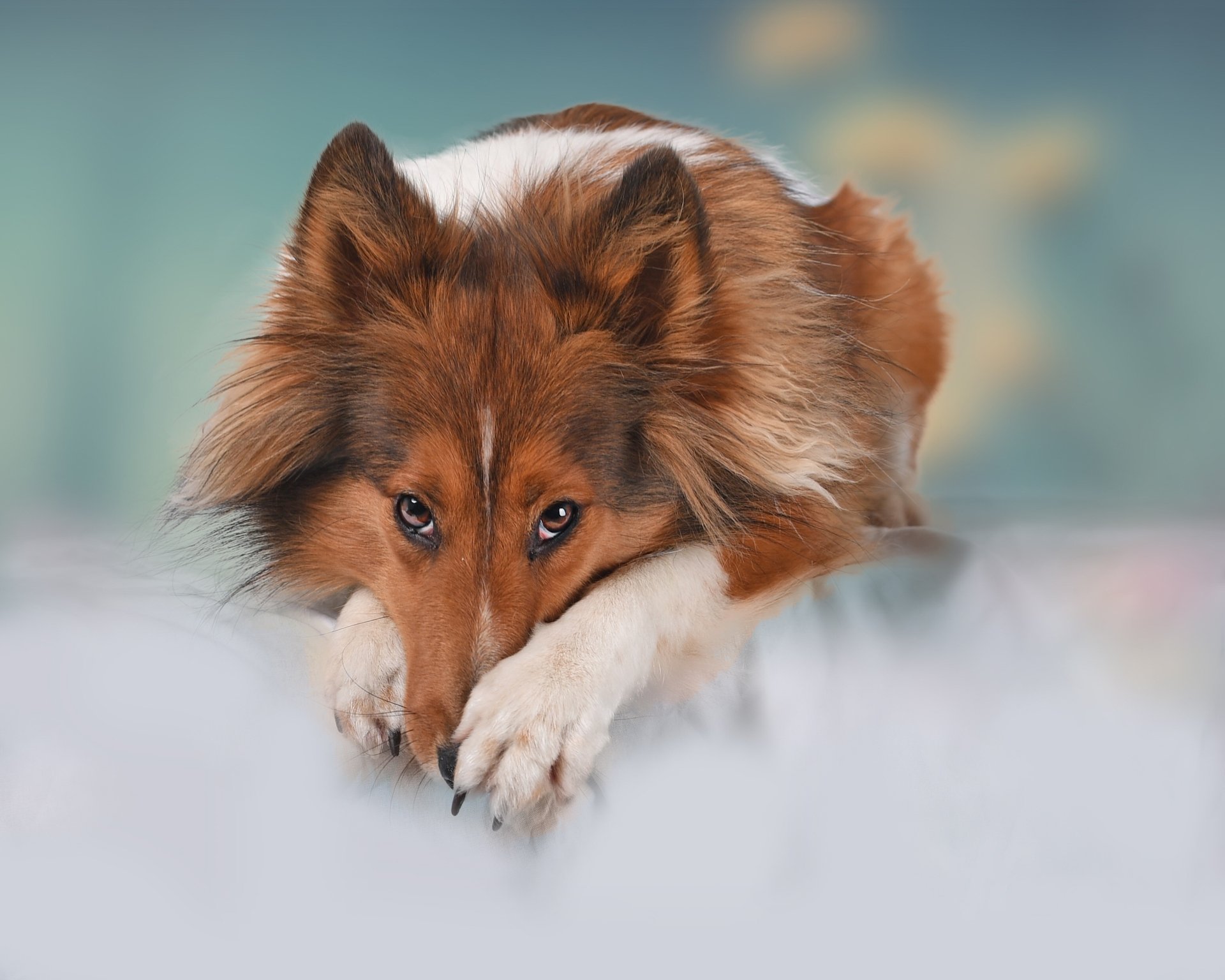 Download Stare Dog Animal Shetland Sheepdog HD Wallpaper