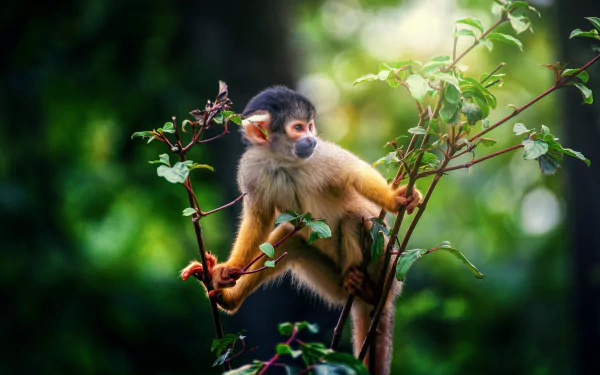 Squirrel Monkey Wallpapers