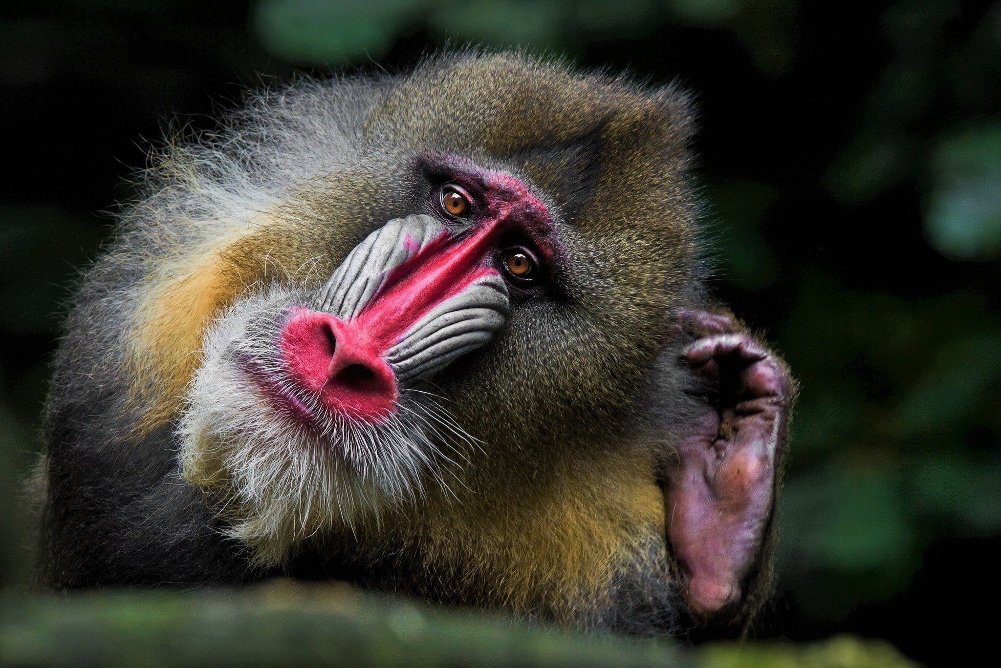 Download Colorful Animal Mandrill HD Wallpaper