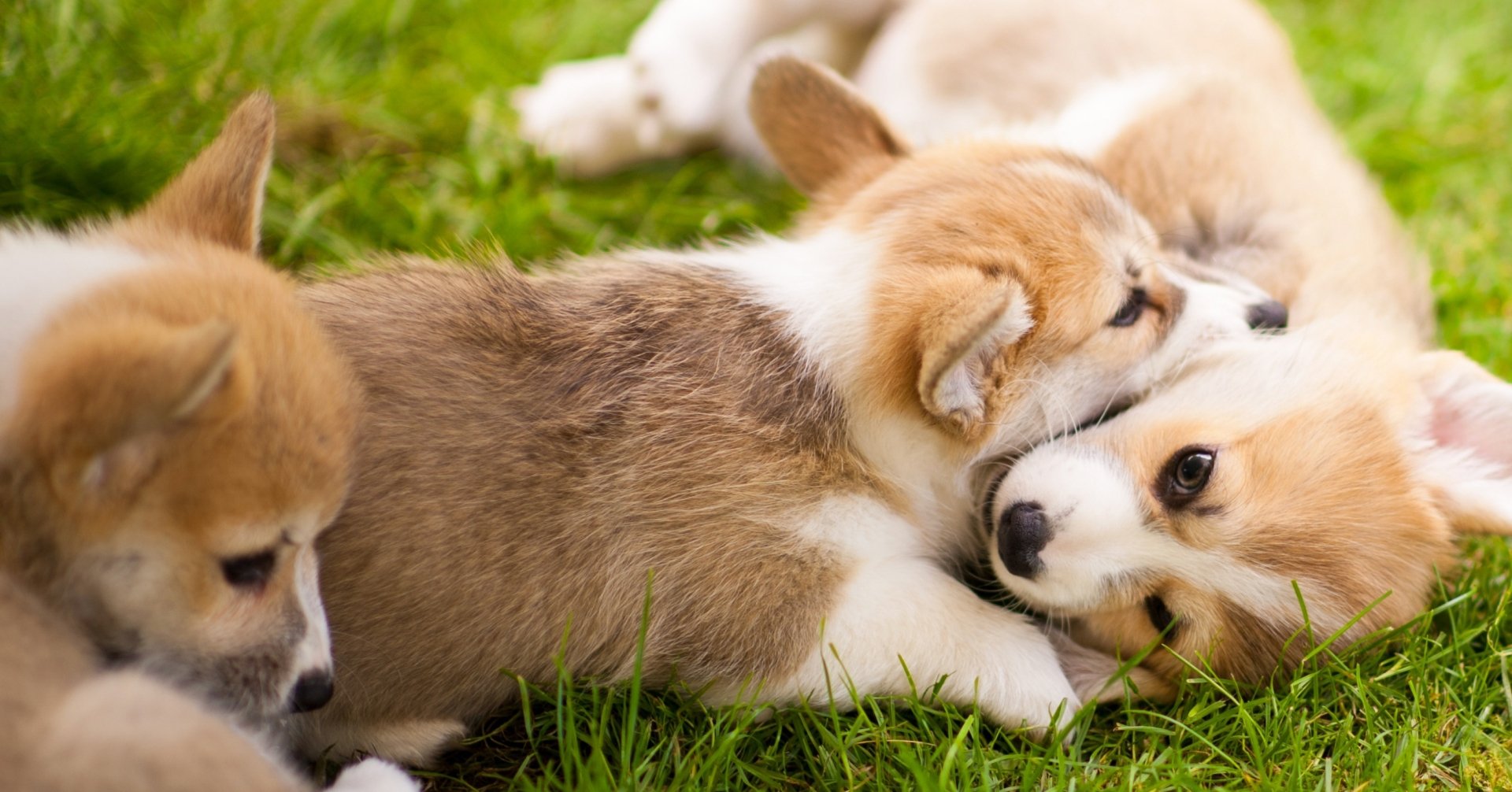 Download Puppy Baby Animal Dog Animal Corgi HD Wallpaper