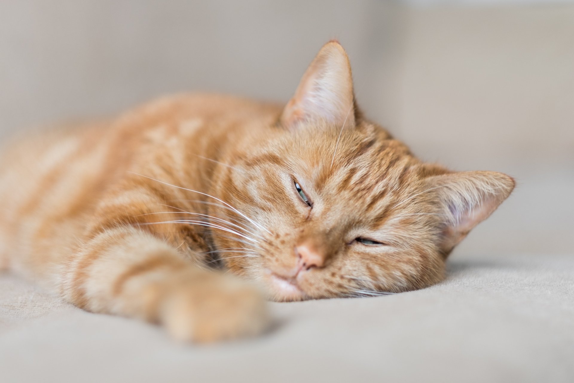 Download Sleeping Animal Cat 4k Ultra HD Wallpaper | 4896x3264 ...