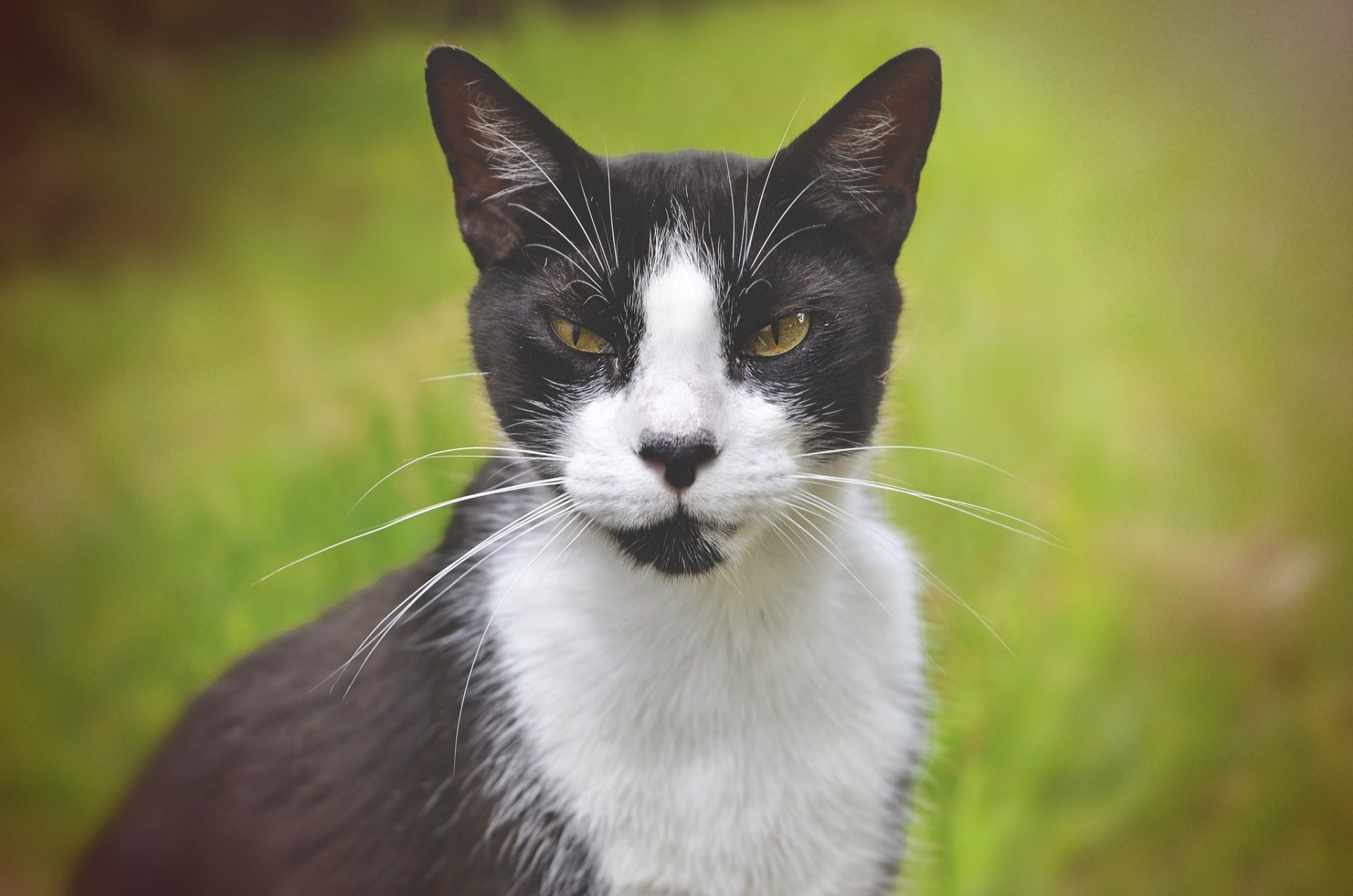 Intense Stare: HD Cat Portrait in Nature | 2048x1357 | Wallpaper Abyss