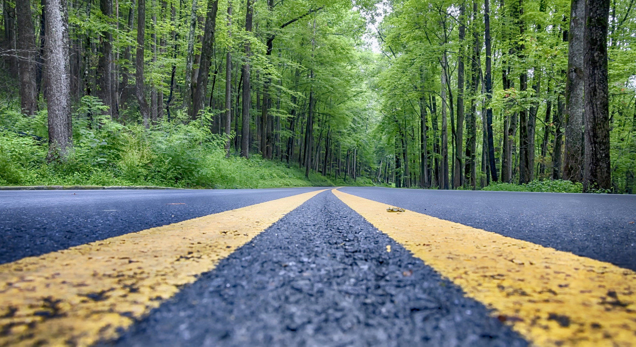 Download Forest Nature Man Made Road HD Wallpaper