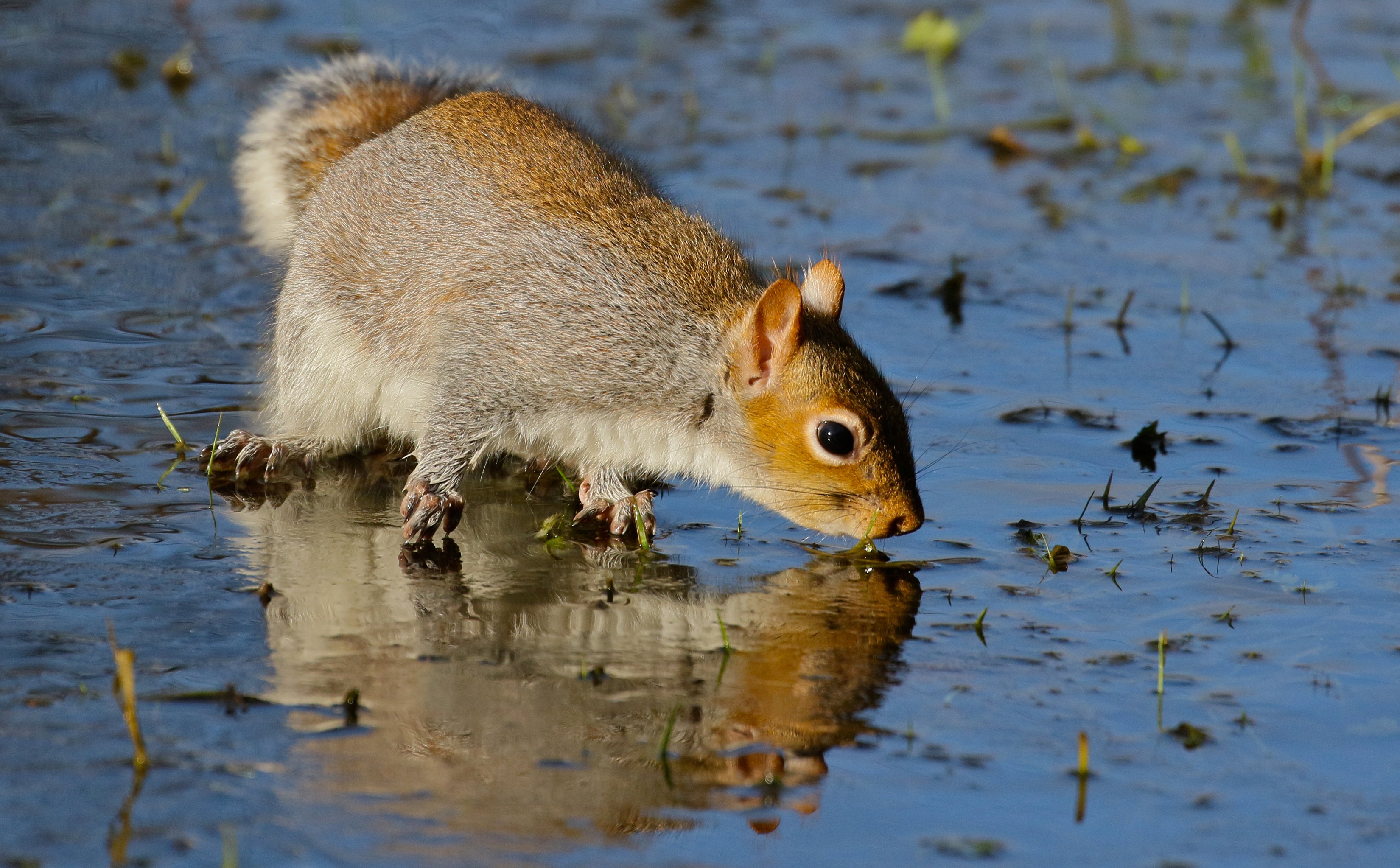 Download Rodent Water Reflection Animal Squirrel HD Wallpaper