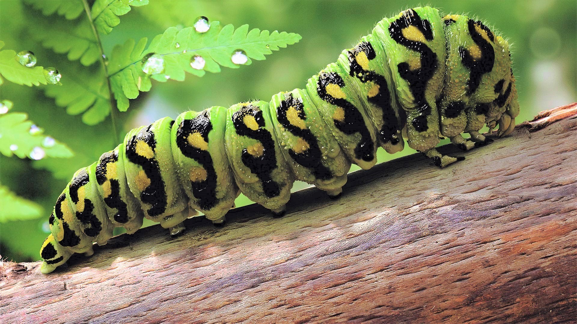Download Green Insect Animal Caterpillar HD Wallpaper