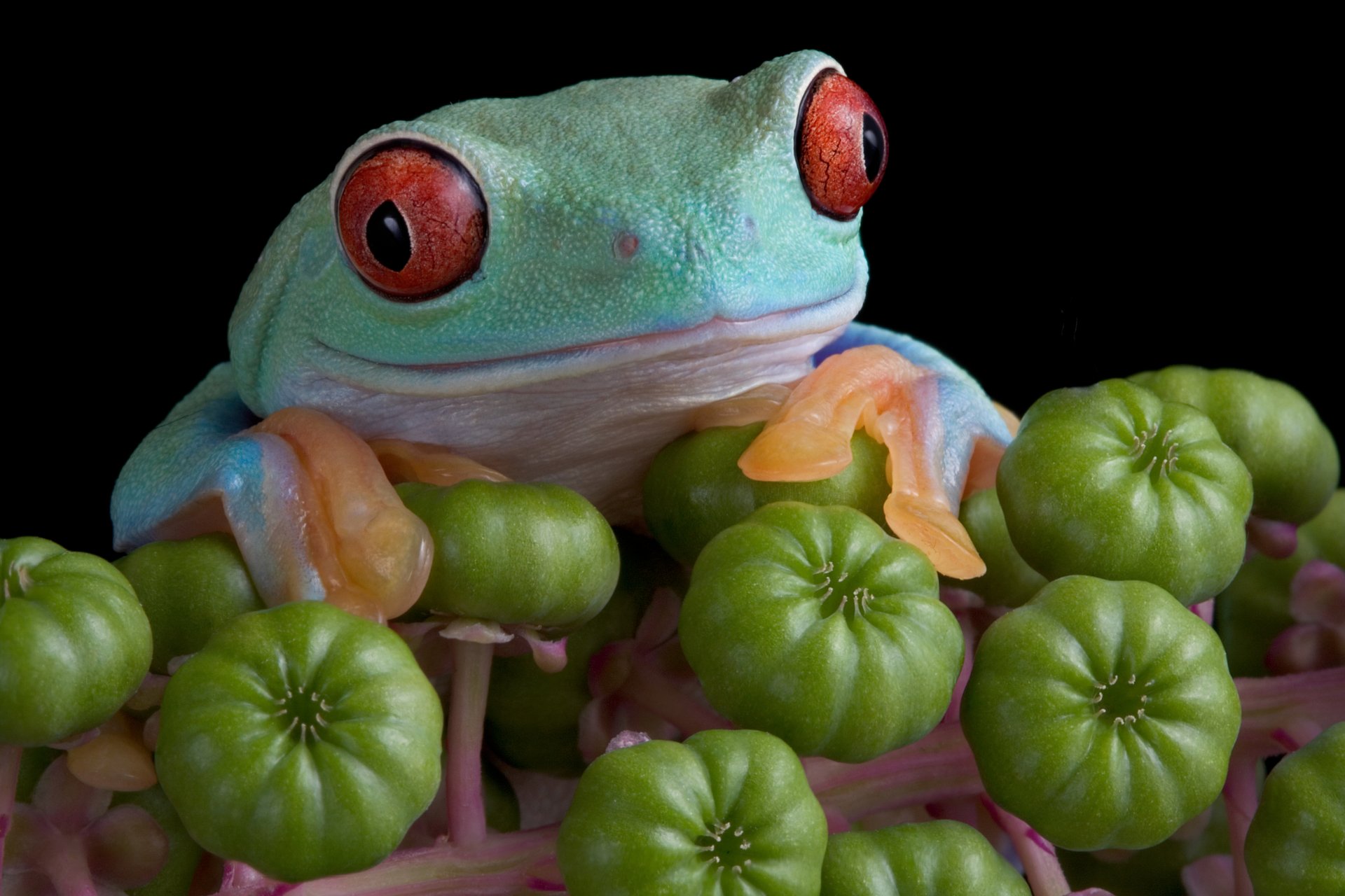 4K Ultra HD Macro: Vibrant Red-Eyed Tree Frog in Focus