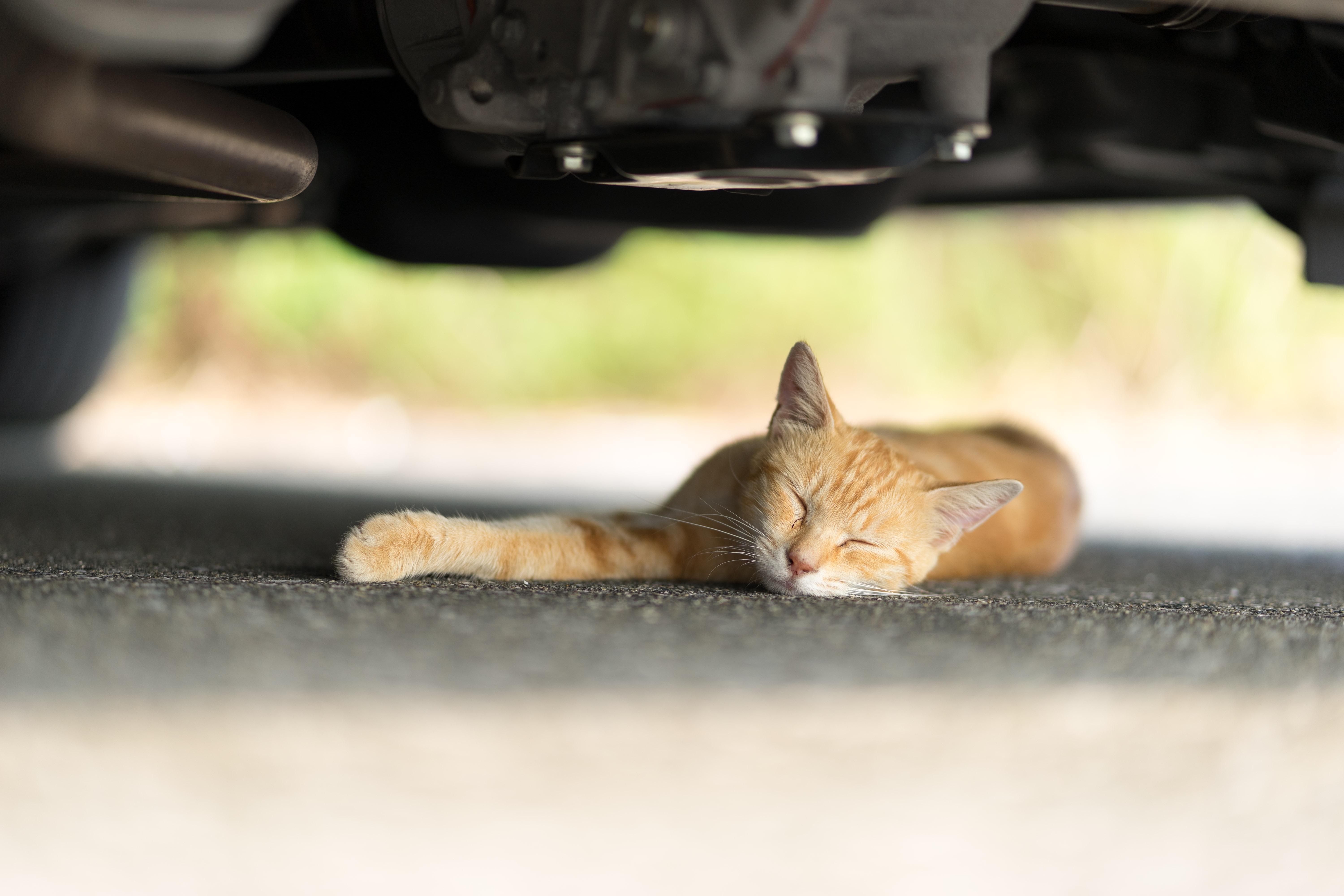 Download Sleeping Depth Of Field Animal Cat 4k Ultra HD Wallpaper