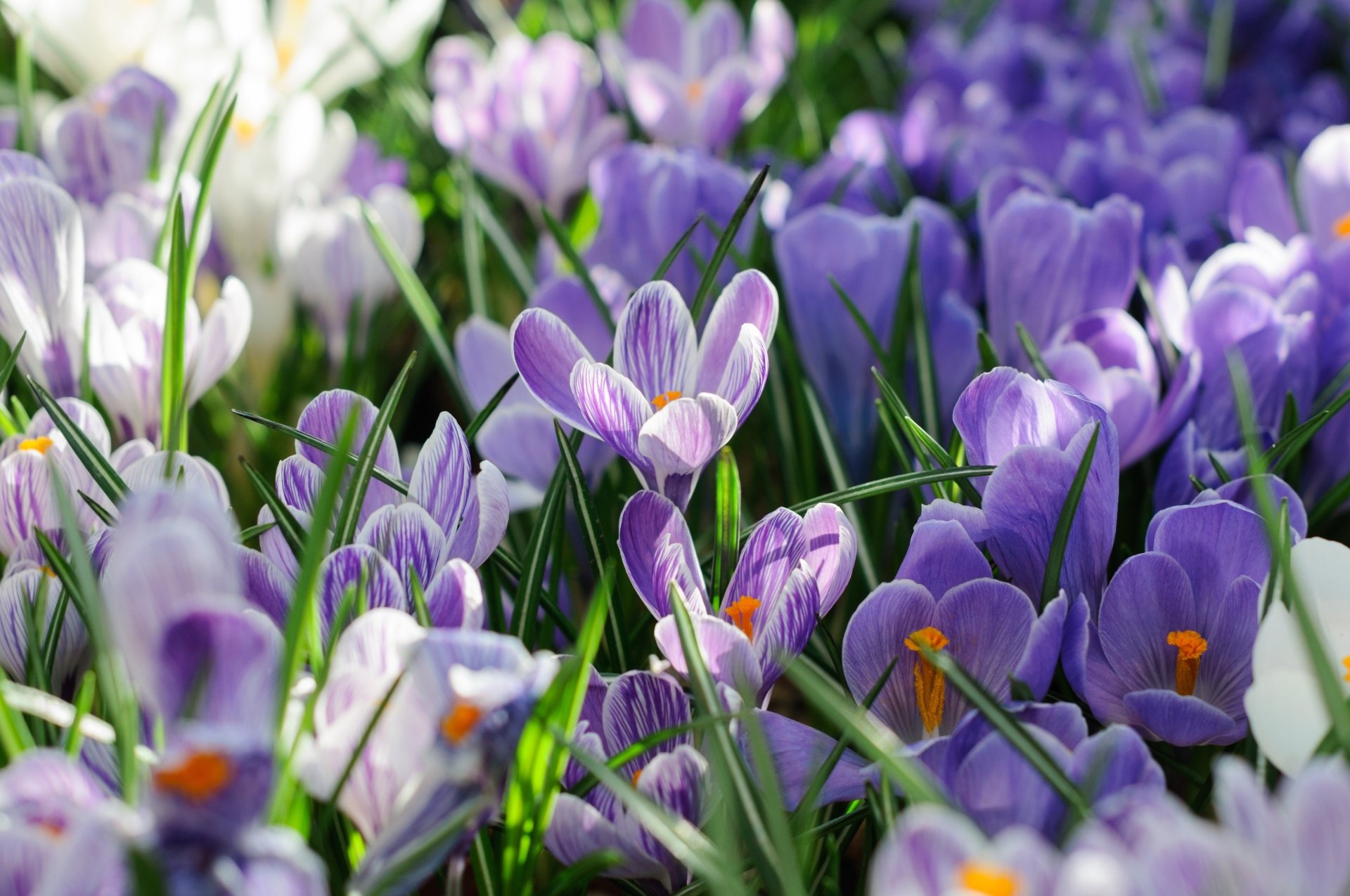 4K Ultra HD Purple Crocus Bloom - Nature's Spring Blossom Wallpaper