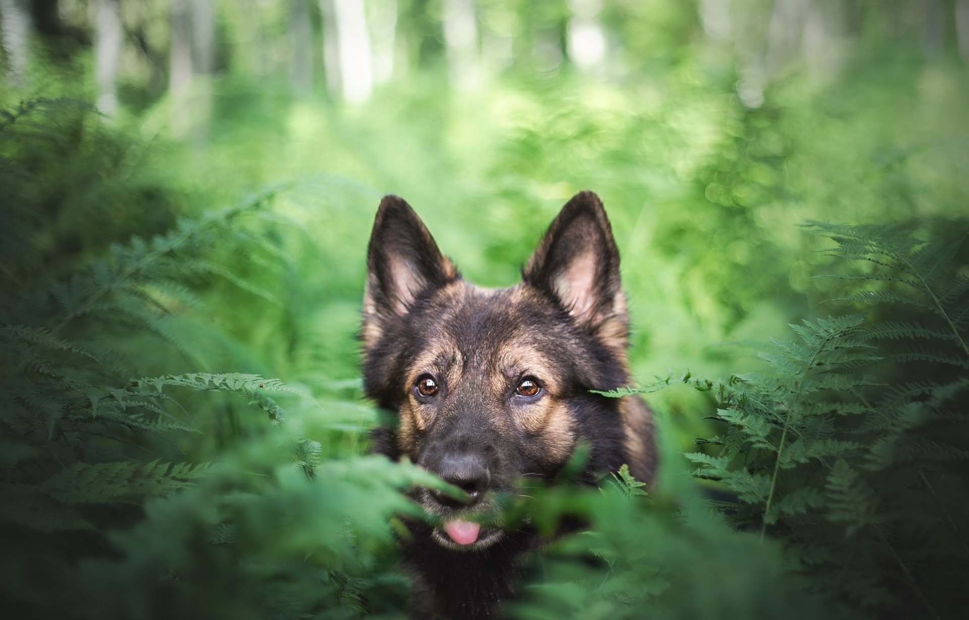 4K Ultra HD German Shepherd Amidst Lush Ferns with Stunning Depth of ...