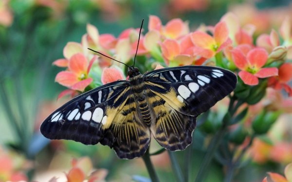 1800+ Butterfly HD Wallpapers | Background Images