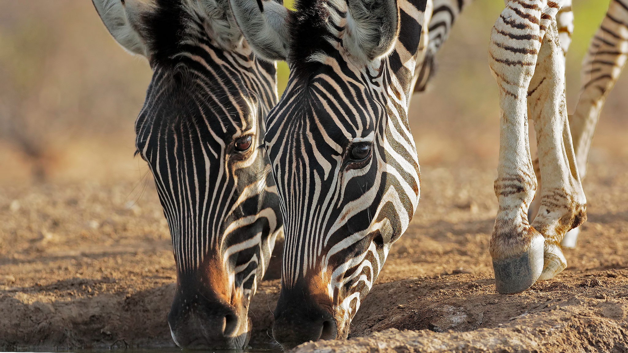 Download Animal Zebra HD Wallpaper