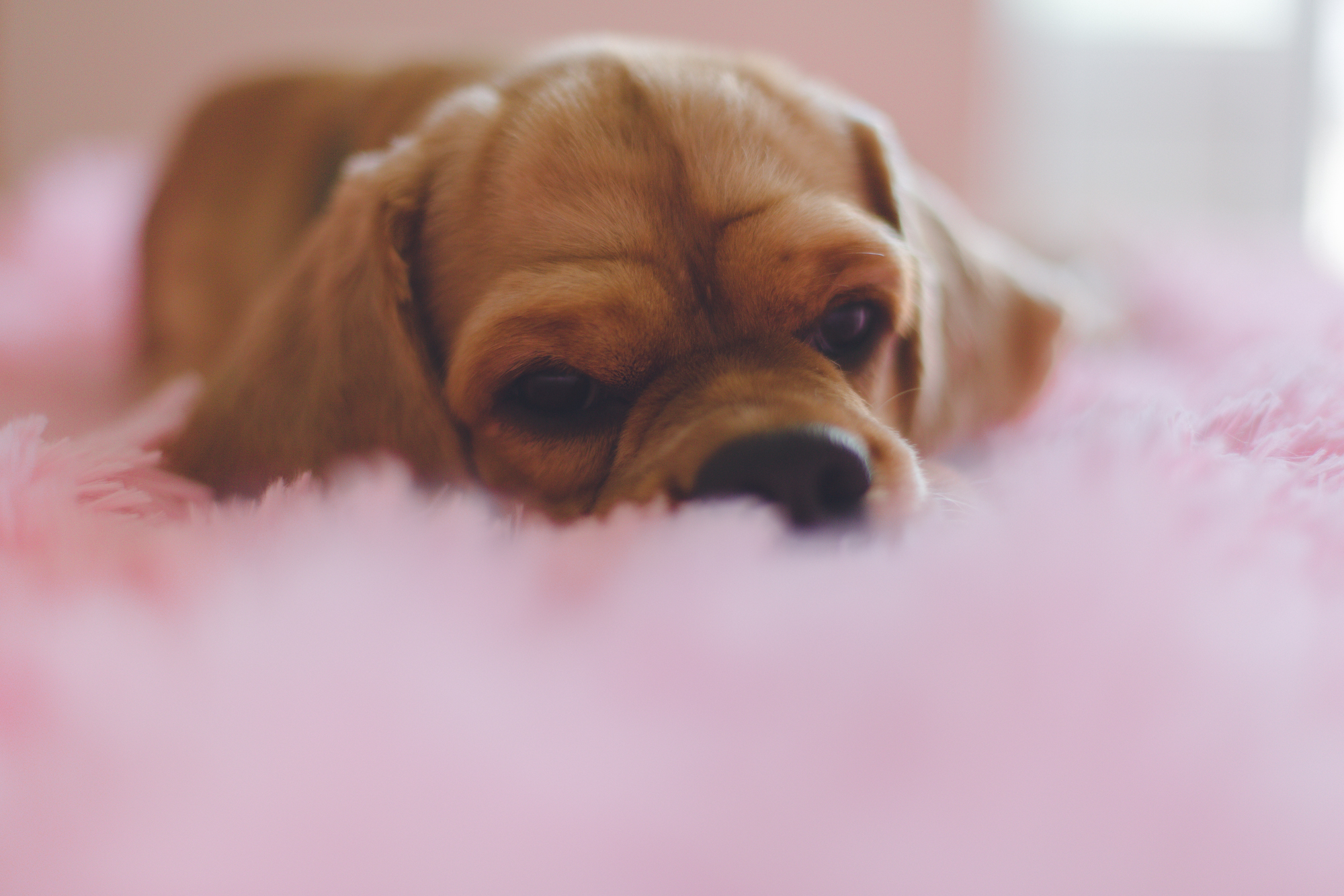 Contentment is a pink blanket by Anastasiya Lobanovskaya