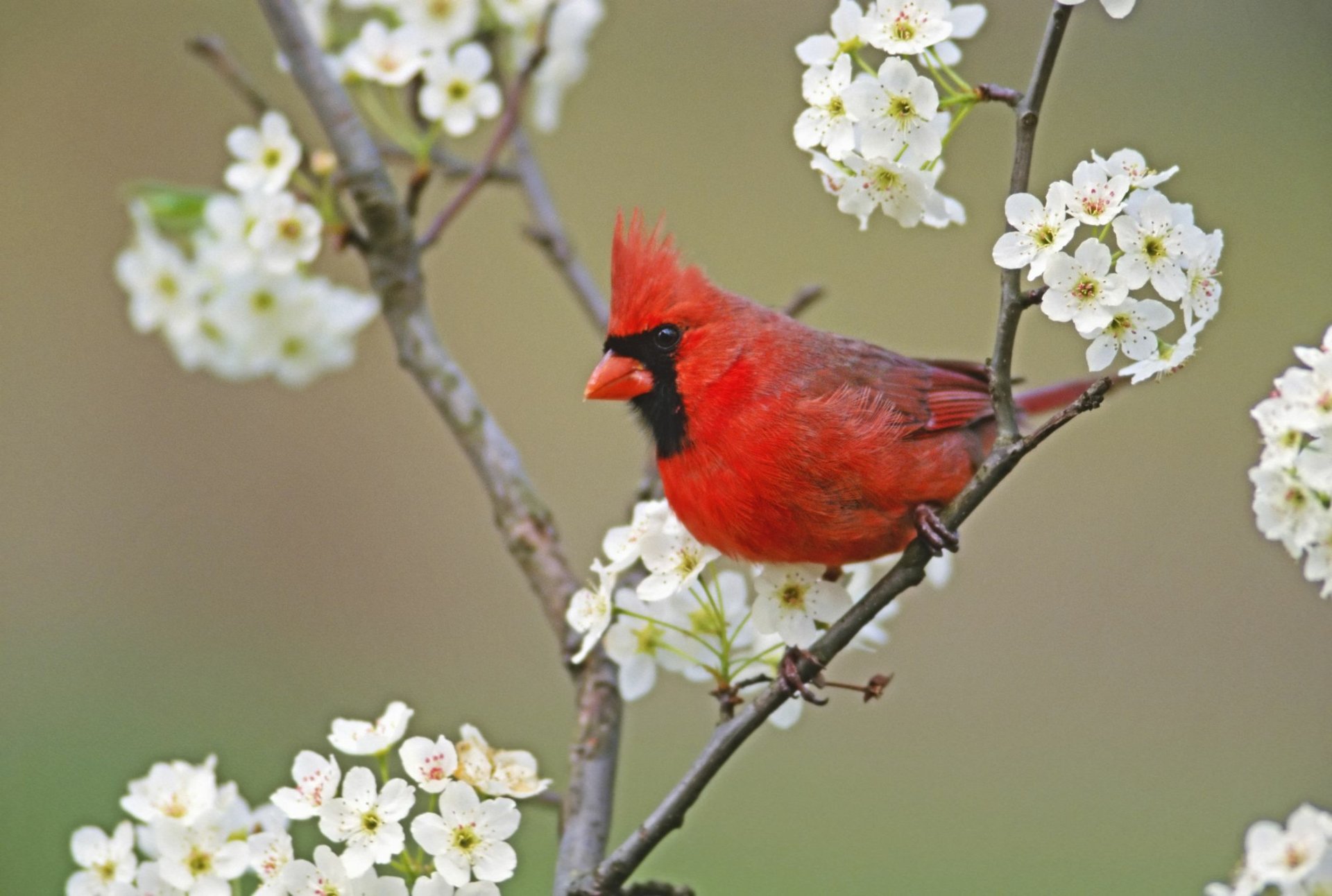 Download White Flower Blossom Flower Branch Cardinal Bird Animal ...