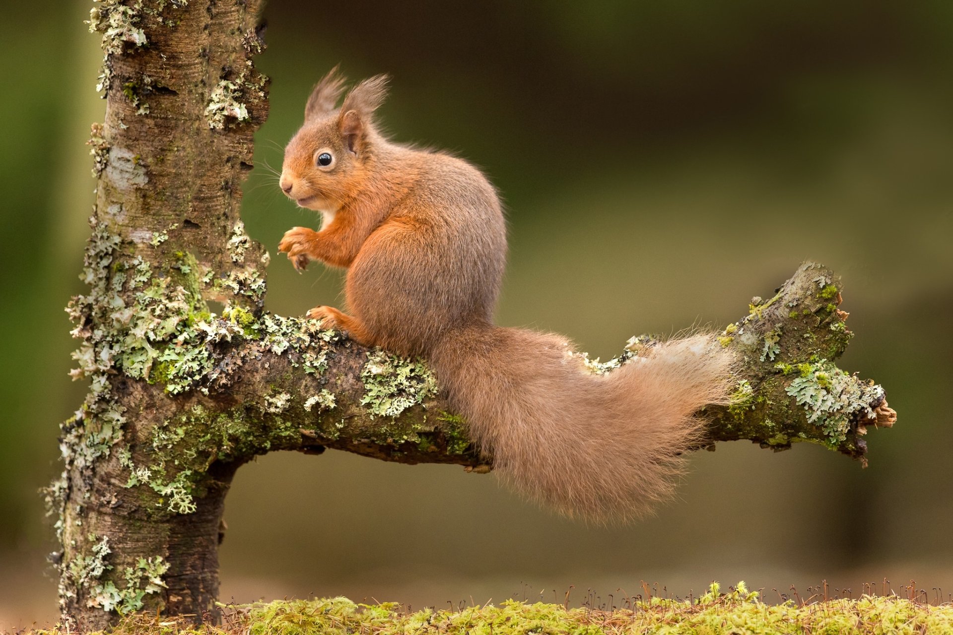 Red Squirrel HD Wallpaper — Woodland Rodent Charm | 2048x1365 ...