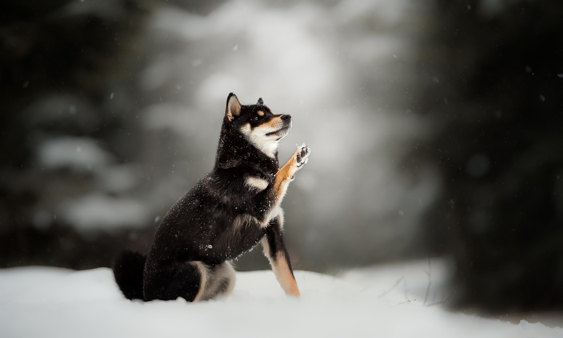 Winter Husky in Focus: Stunning Depth of Field Snow Scene – HD Animal ...