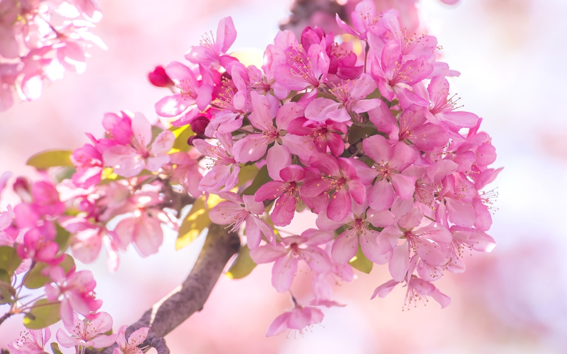 Macro Spring Flower Hd Download Royalty Free Spring Stock Photos