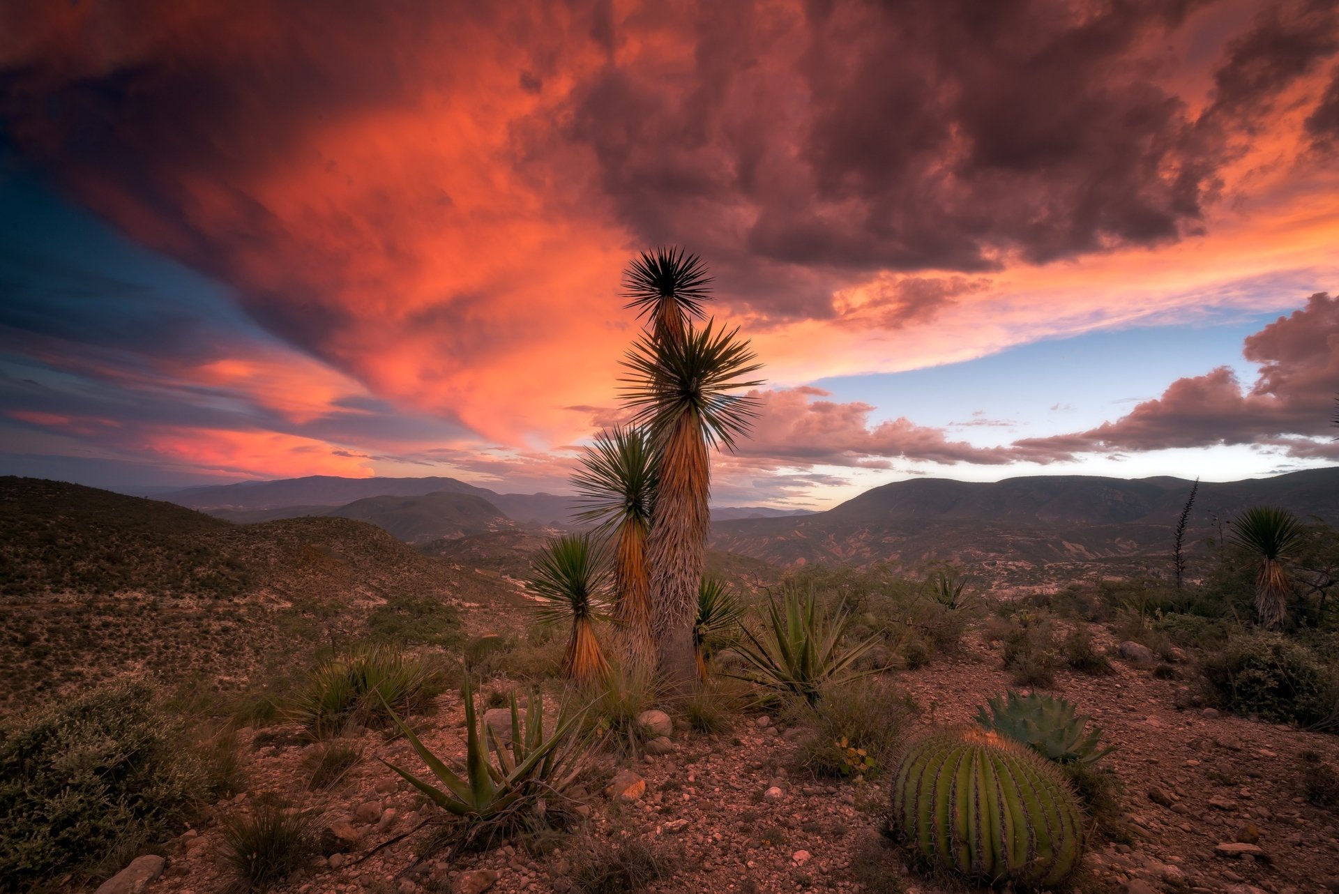 Desert Sunset Serenity: HD Landscape with Cacti and Vibrant Clouds ...