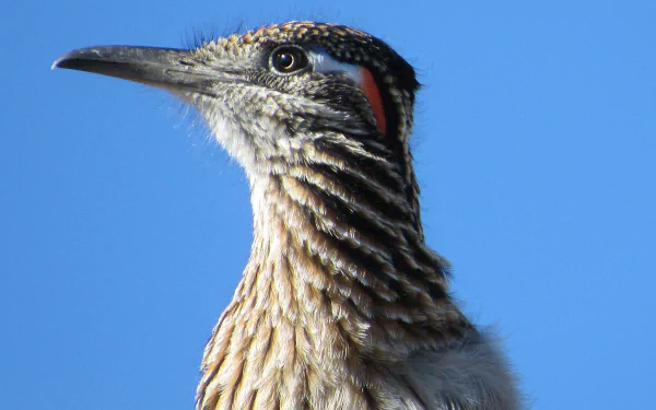 Download Greater Roadrunner Branch Bird Animal Roadrunner HD Wallpaper ...