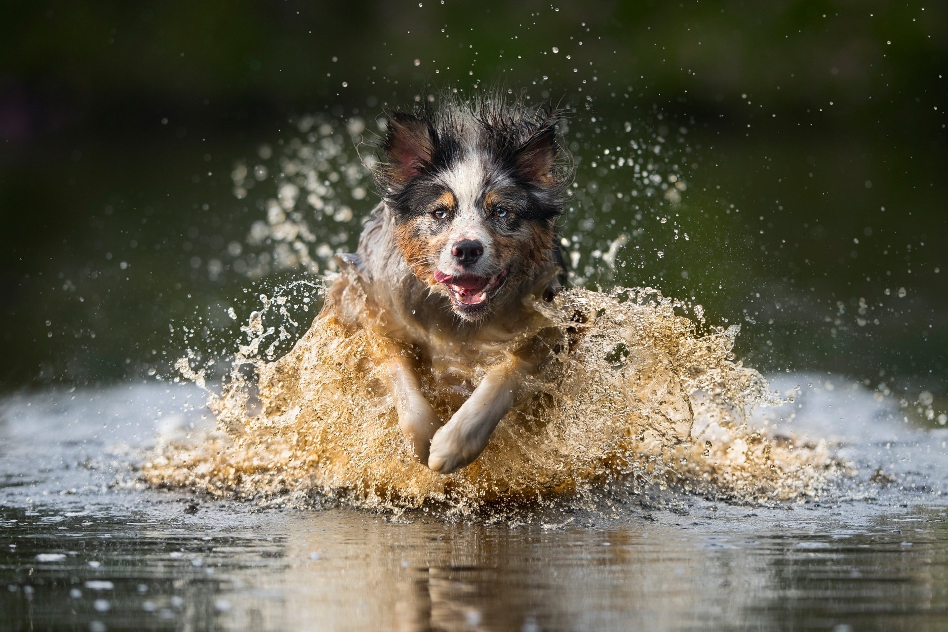 Download Water Splash Dog Animal Australian Shepherd HD Wallpaper by ...