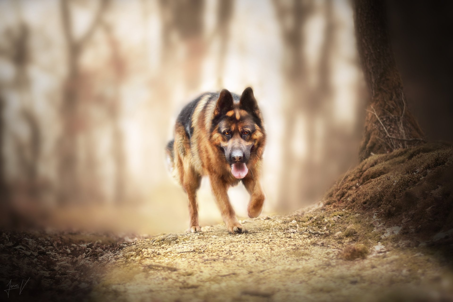 4K Ultra HD German Shepherd in Stunning Depth of Field Woodland Scene