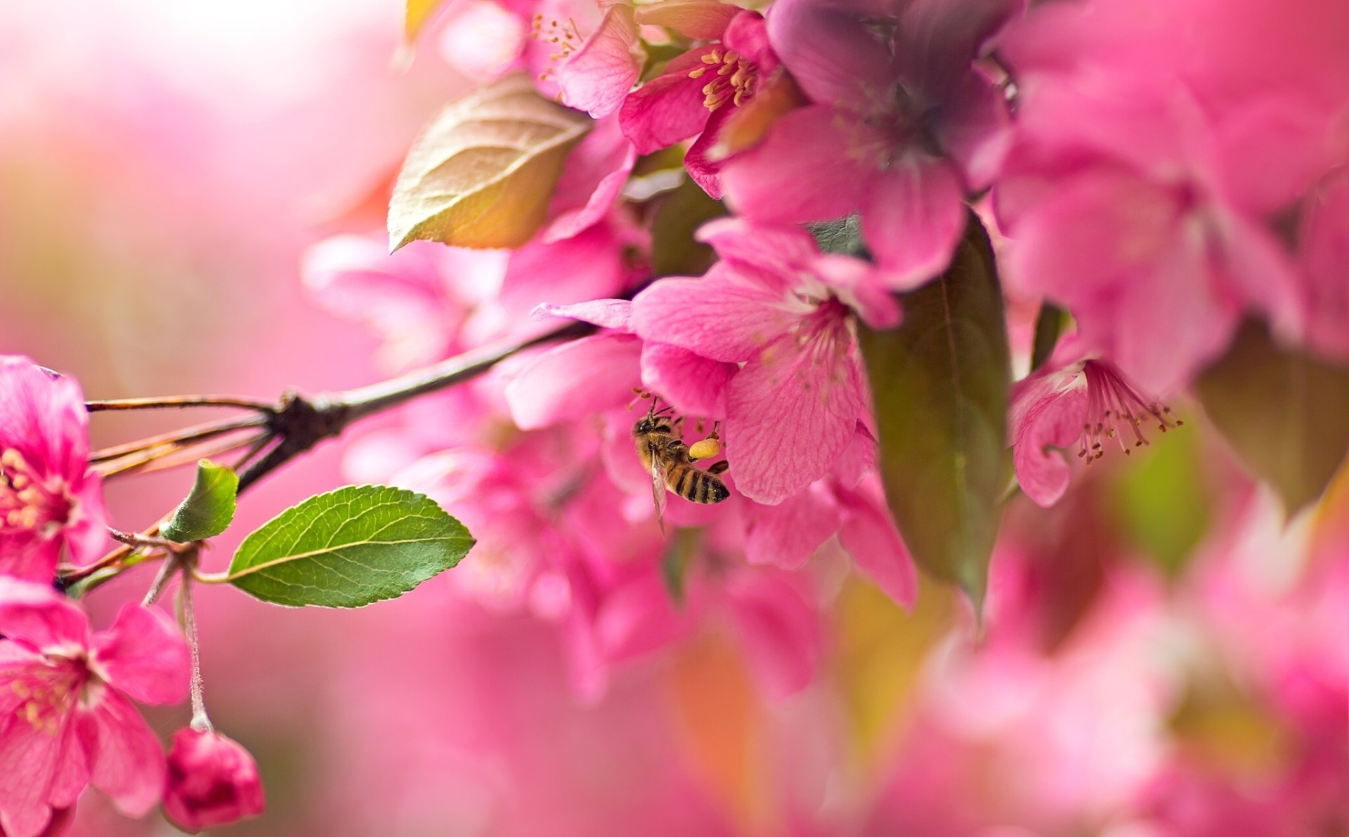 Download Insect Bee Macro Spring Pink Flower Flower Nature Blossom HD ...