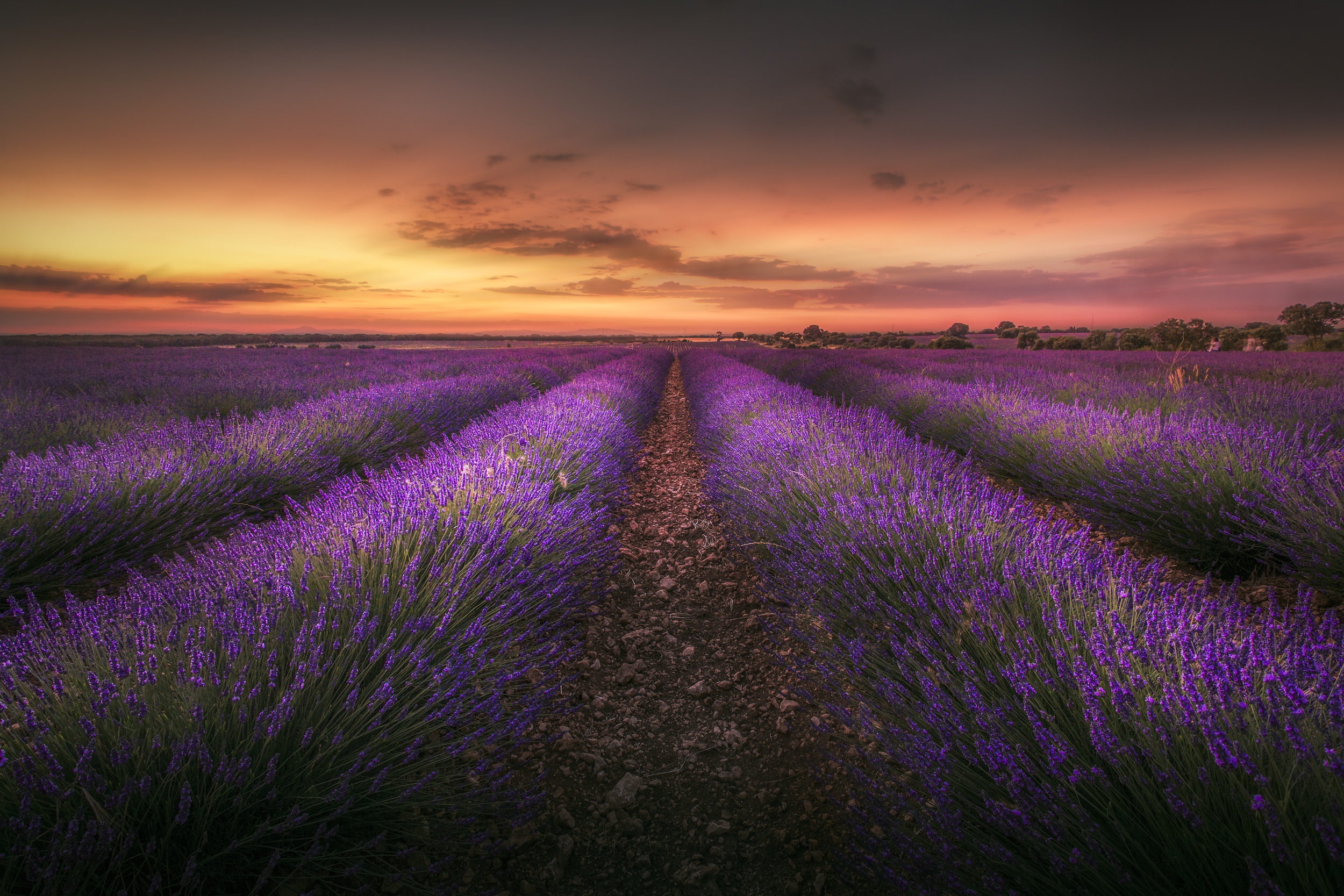 Lavender Horizons: Summer Sky Over Endless Purple Fields – HD Nature ...