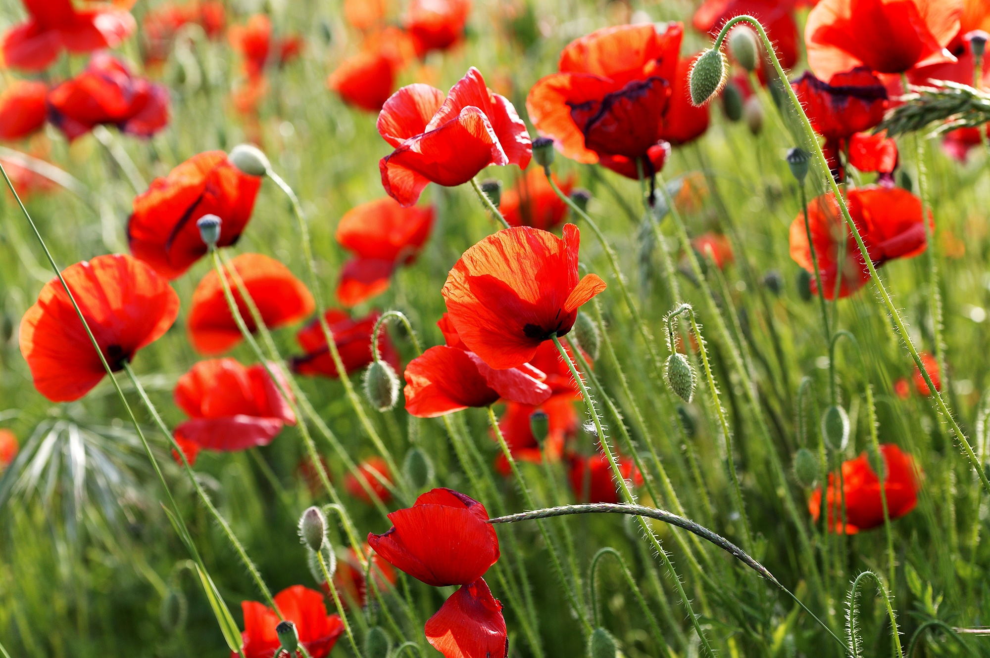 1366x768 Red Poppy Flower Download Wallpaper Flower, Field, Poppy,