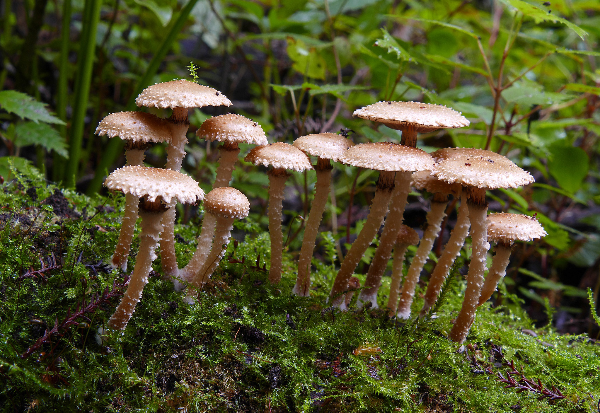 Download Close-up Fall Nature Mushroom HD Wallpaper