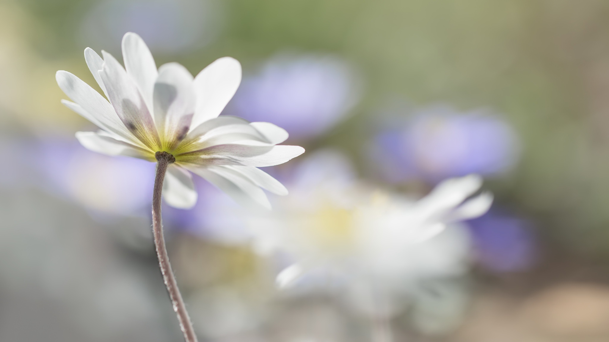 Download Macro White Flower Nature Flower HD Wallpaper