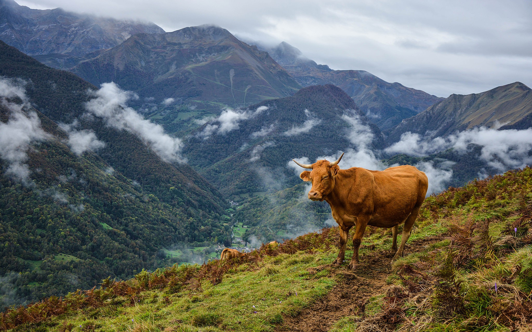 Majestic Cow Amidst Misty Mountain Landscape – HD Wallpaper