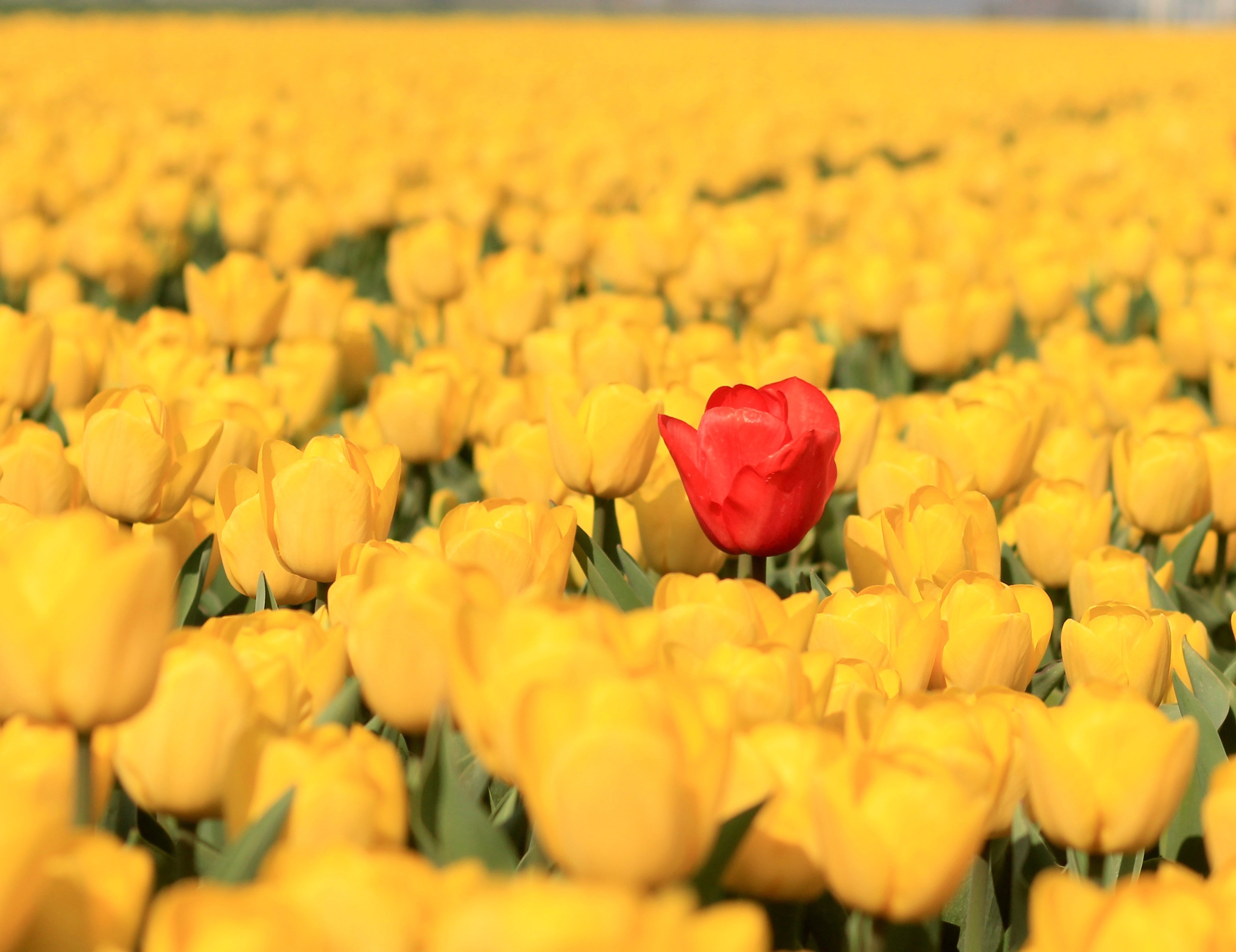 Nature Tulip HD Wallpaper