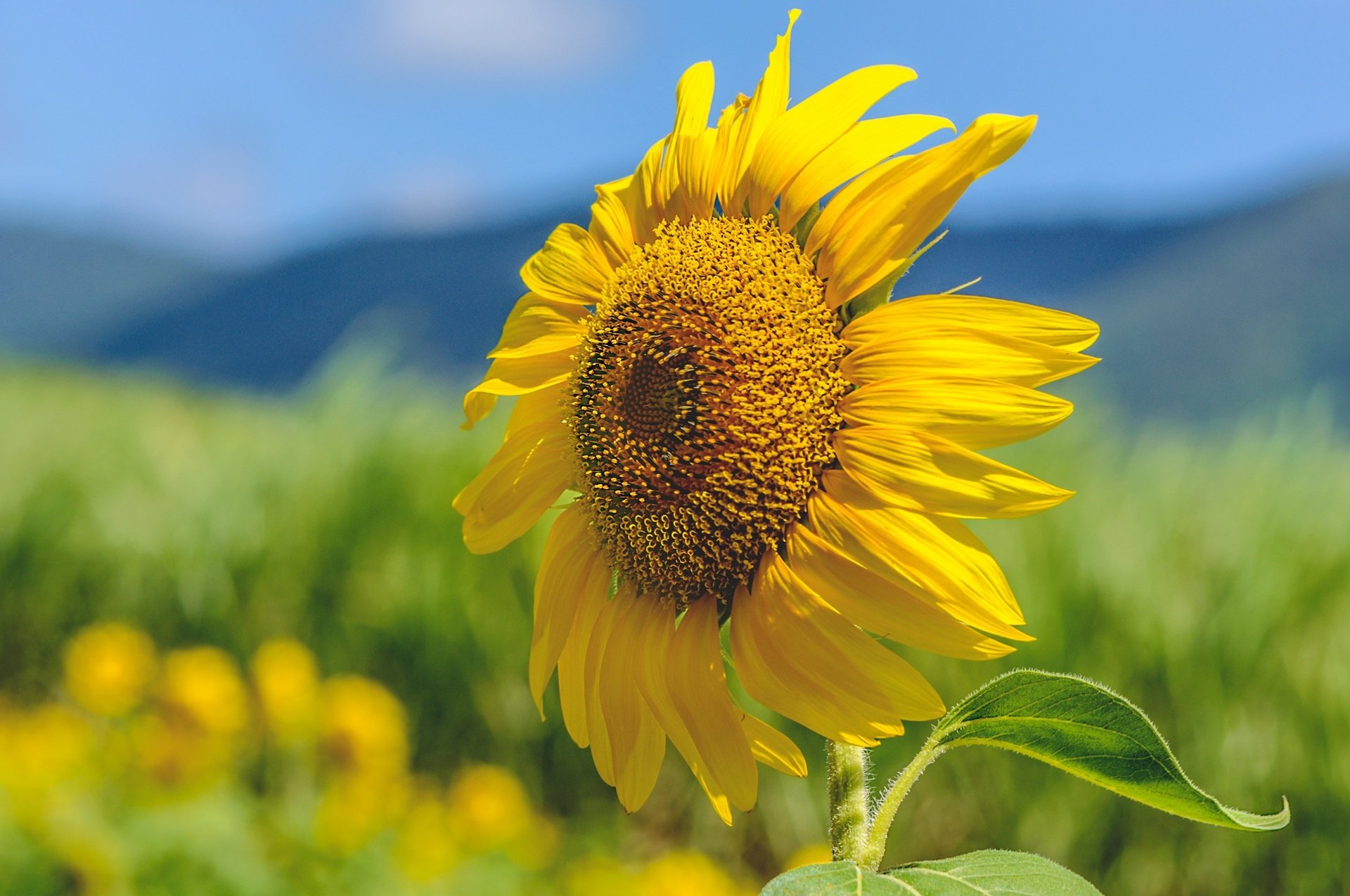 HD Sunflower Wallpaper: Vibrant Yellow Bloom with Stunning Depth of ...